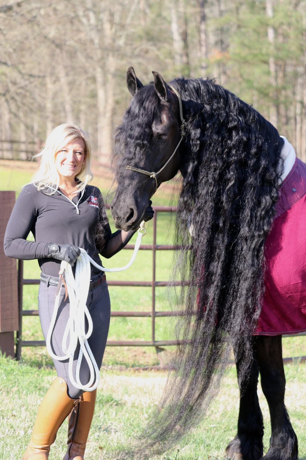 Friesian Tack For Sale – Friesian Marketplace
