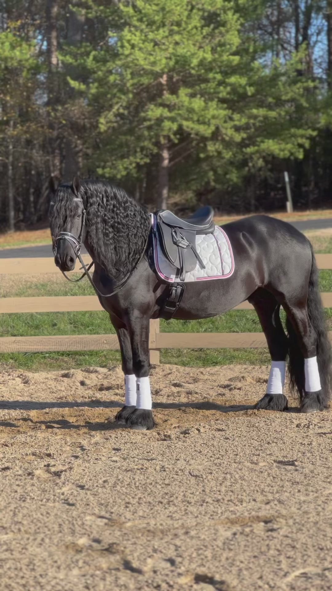 Friesian Dressage Saddle with Adjustable Tree – Friesian Marketplace