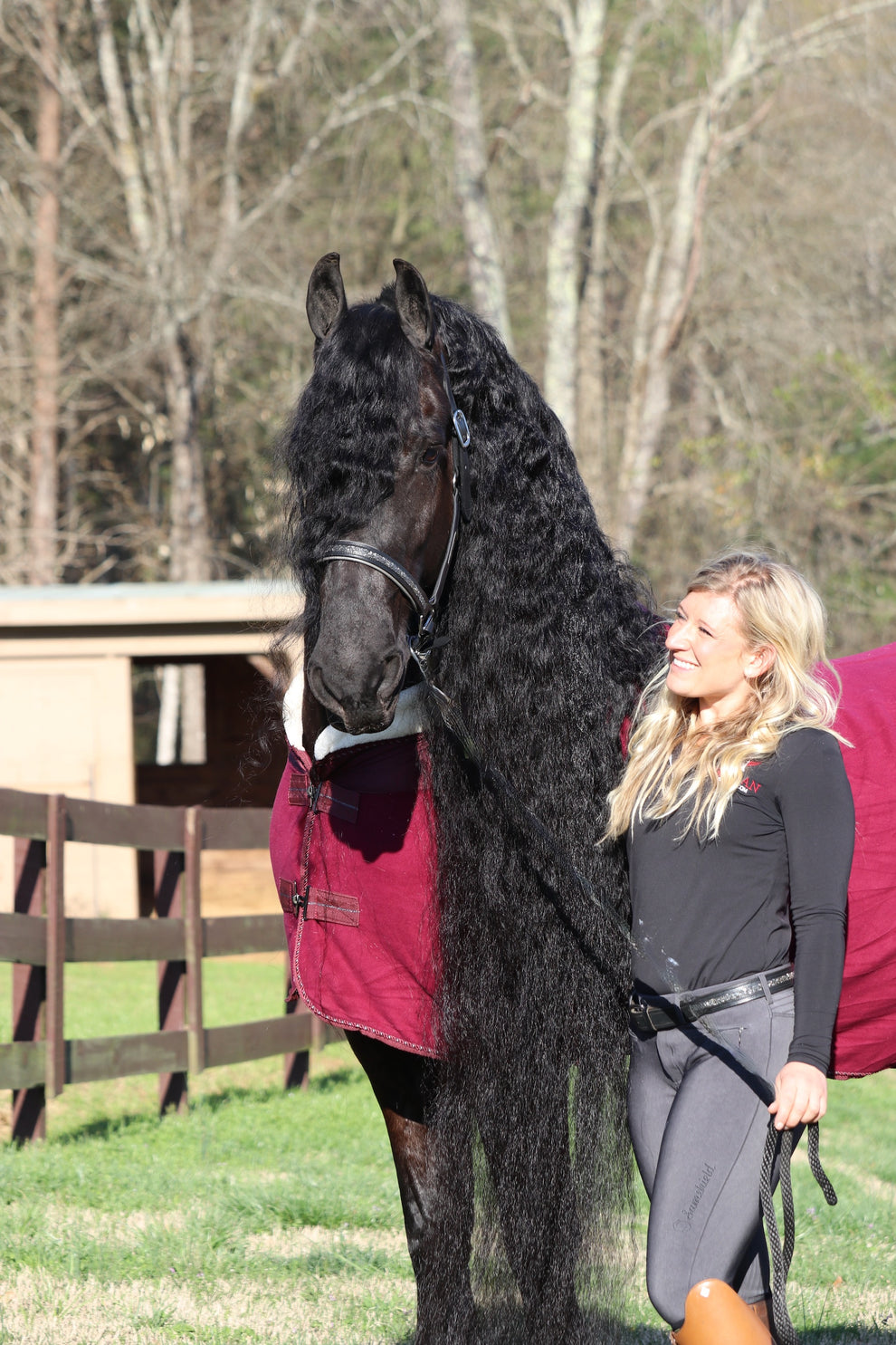 Elegant Sparkle Halter – Friesian Marketplace