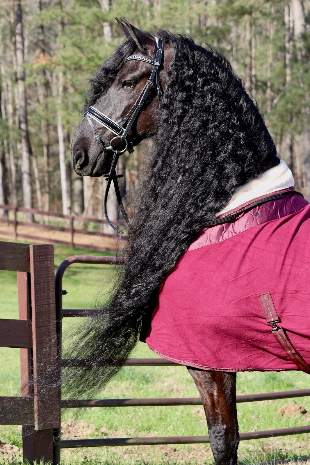 Friesian Tack For Sale – Friesian Marketplace